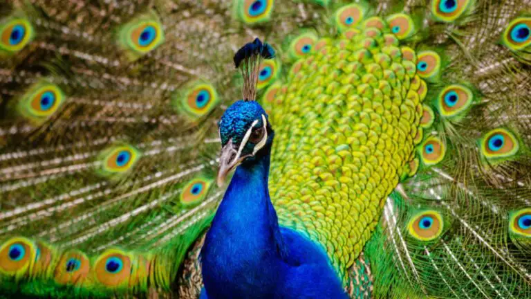 When Do Peacocks Lay Eggs All You Need To Know Farm And Chill