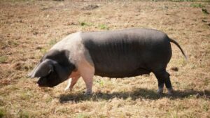 Hampshire Pig | Characteristics, History, and Uses in Agriculture ...