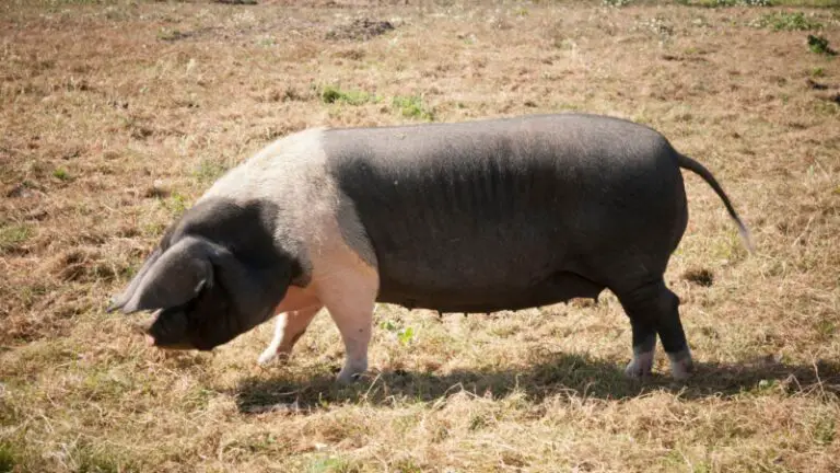 Hampshire Pig | Characteristics, History, and Uses in Agriculture ...