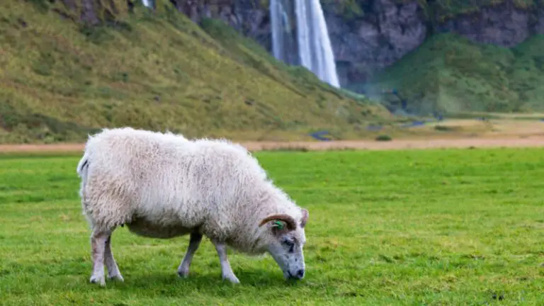 Sheep Diet: Best Practices, Nutritional Recommendations, and Health ...