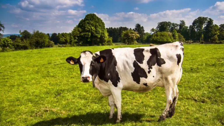 A Guide to Cows' Dietary Needs: Best Food Options and Supplements for ...