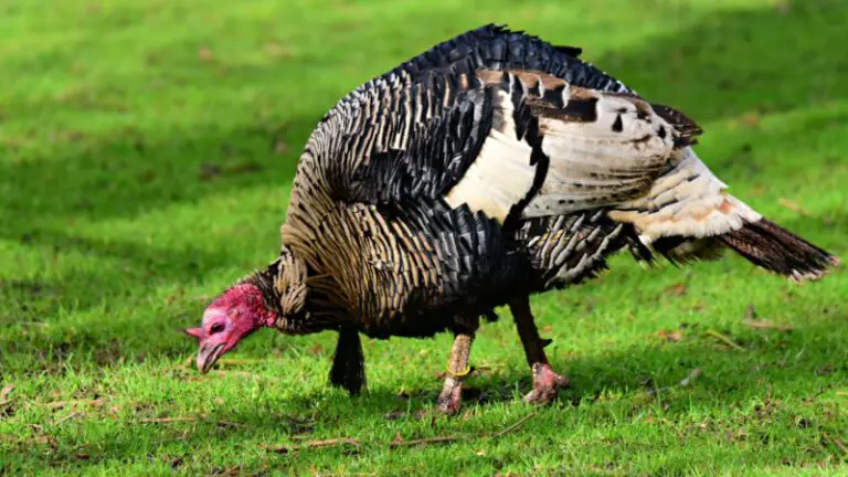 Turkey Chicks Care | Essential Tips for Raising Healthy Birds - Farm ...