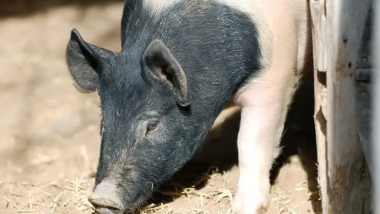 Hampshire Pig | Characteristics, History, and Uses in Agriculture ...