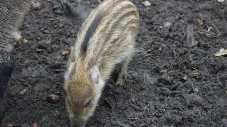 African Swine Fever (ASF) | Highly Contagious and Deadly Disease ...