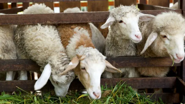 Sheep Diet: Best Practices, Nutritional Recommendations, and Health ...