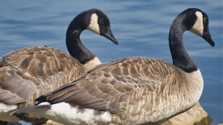 The Right Diet for Your Geese | Essential Tips for Feeding Your Flock ...