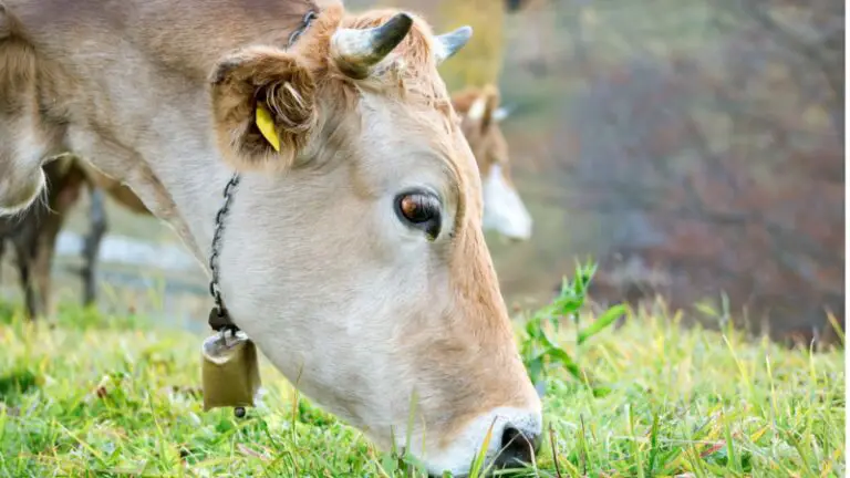 A Guide to Cows' Dietary Needs: Best Food Options and Supplements for ...