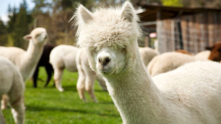 The Average Cost of Alpaca | How to Make Money With Alpacas? - Farm and ...