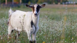 Understanding Polled Goats: Identifying, Inheriting, and Comparing with ...