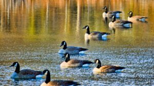 The Right Diet for Your Geese | Essential Tips for Feeding Your Flock ...
